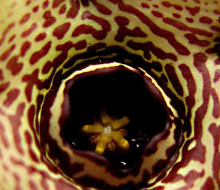 Asclepiadacitisagudisima: Orbea paradoxa